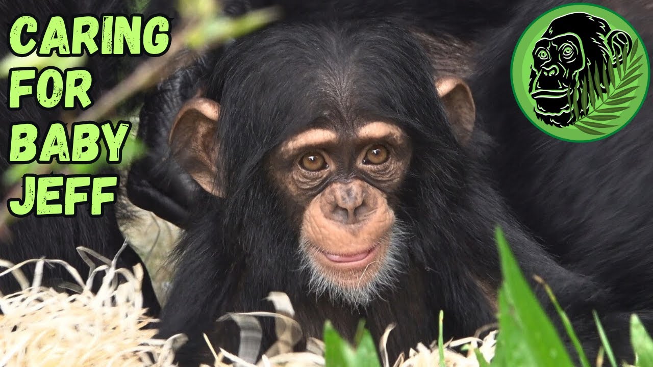 Determined Baby Chimp Runs Back To Mom - YouTube