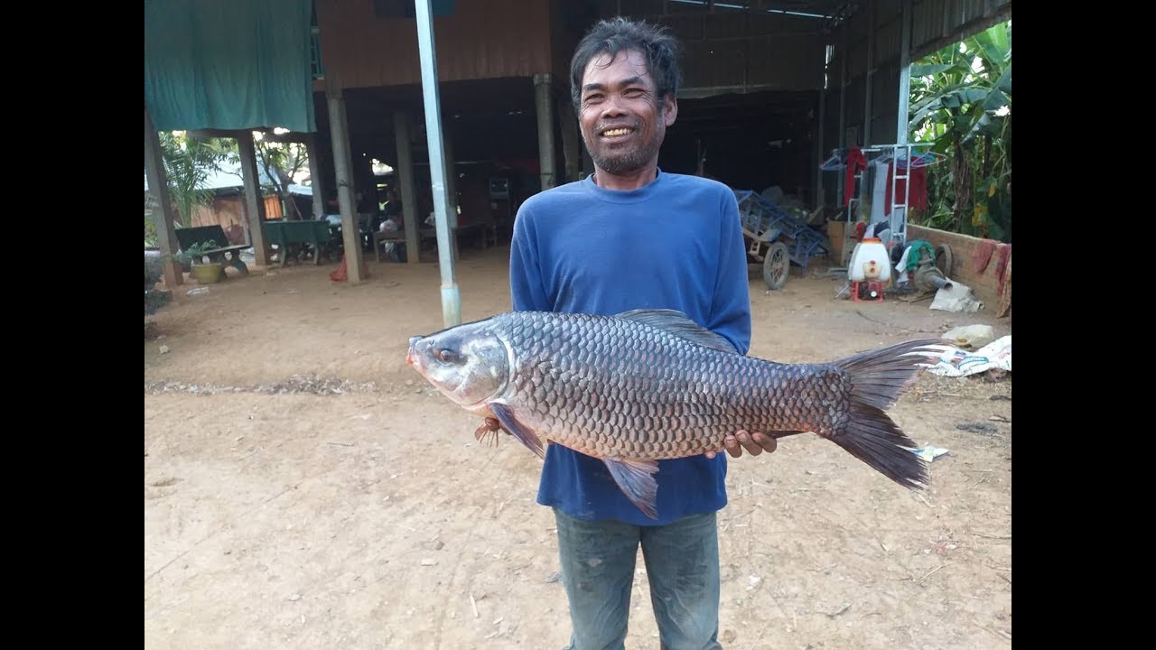 Natural Fish Stock #lonborey #FishingPrimitive - YouTube