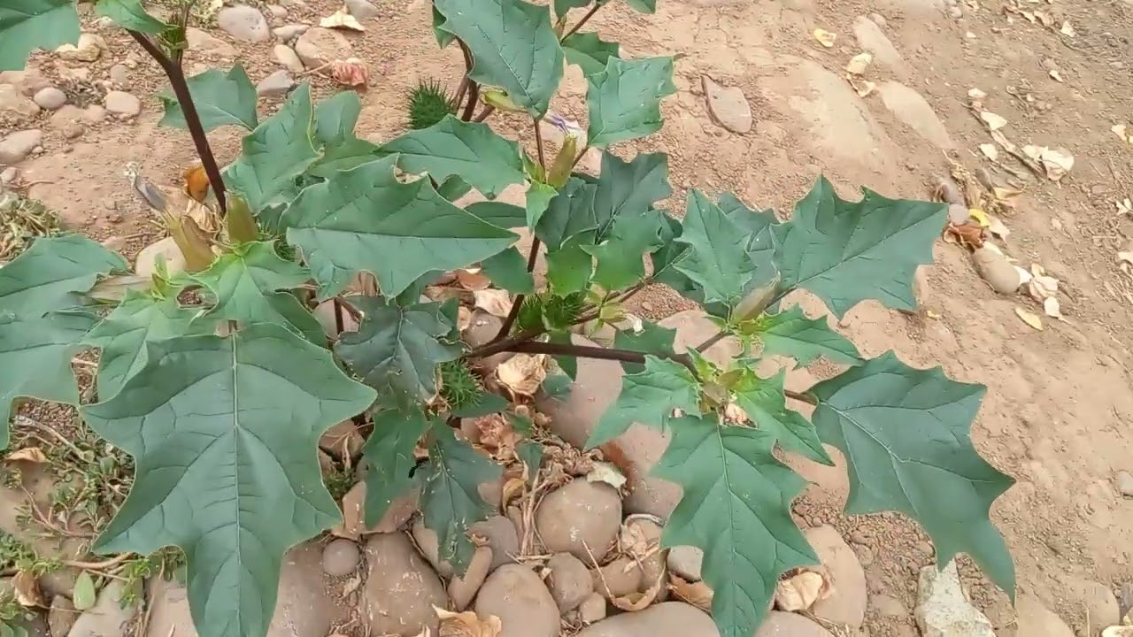 El Chamico una hermosa hierba toxica - chamico o Azucena del diablo ...