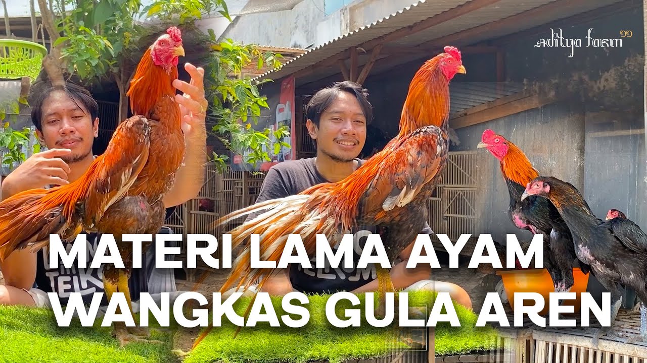 RINDU MATERI LAMA AYAM WANGKAS GULA AREN | Aditya Farm 99 - YouTube