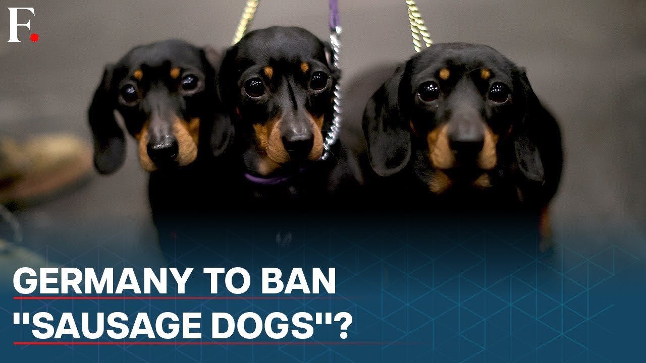 Germany's Dachshunds Under Threat as Government Proposes Breeding Ban ...