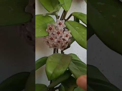 NE YAPTIYSAM MUM ÇİÇEĞİM ÇİÇEK AÇMADI DİYEN DOSTLAR BURADAMI??? BUNU YAP GÖR.