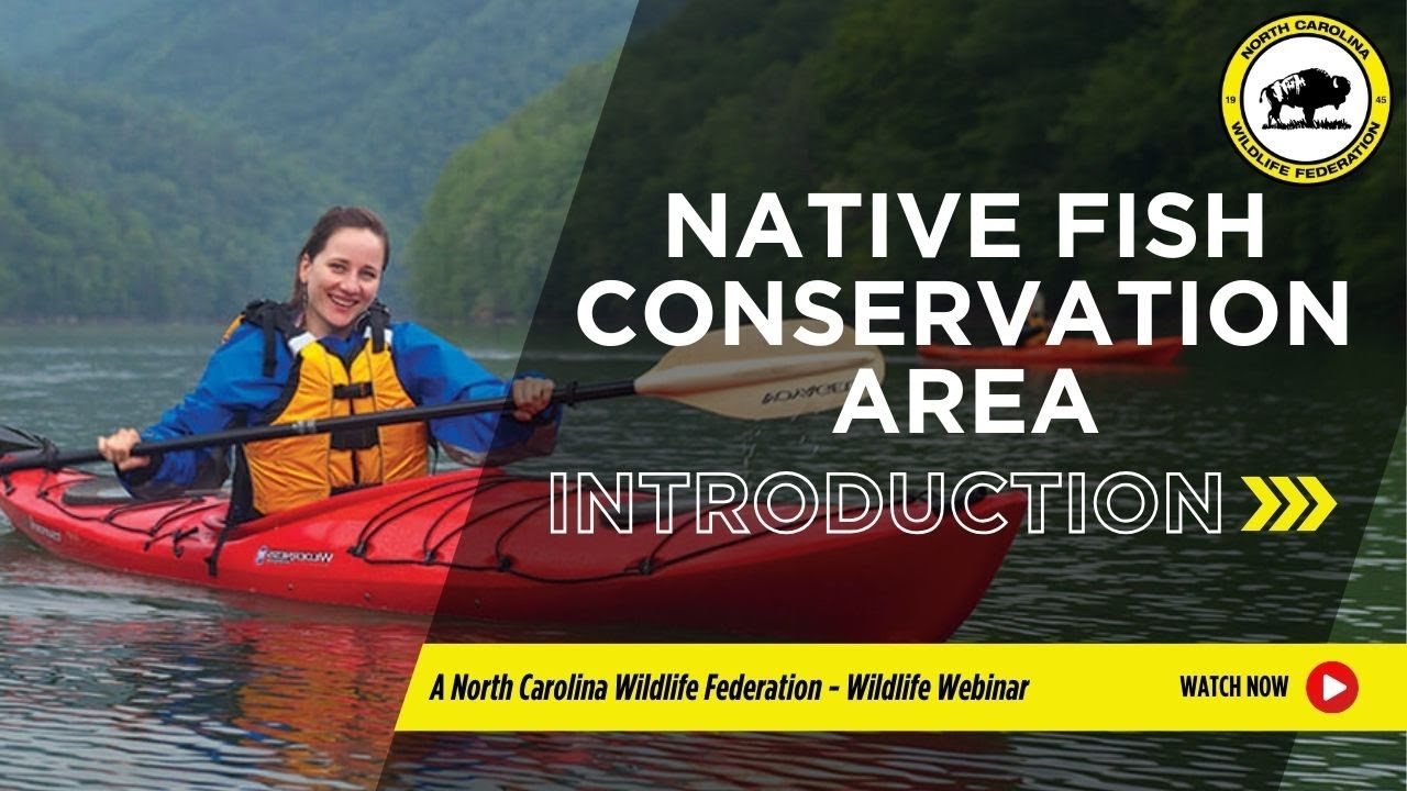 Native Fish Conservation Area Intro - North Carolina Wildlife ...