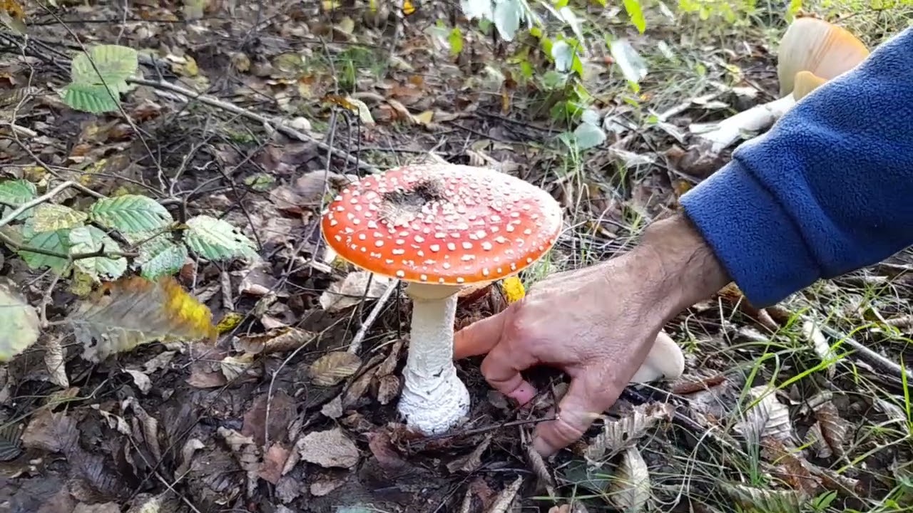 Ciuperca frumoasa dar toxica Amanita muscaria - YouTube