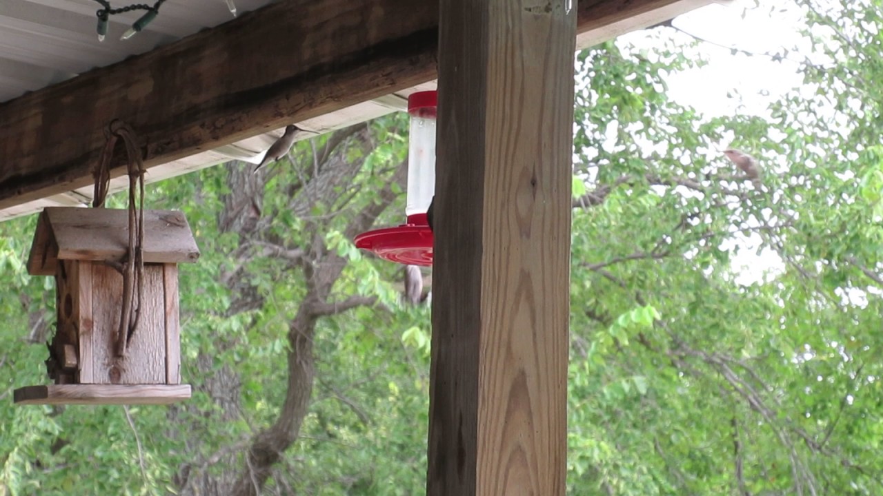 Hummers on the Deck again - YouTube