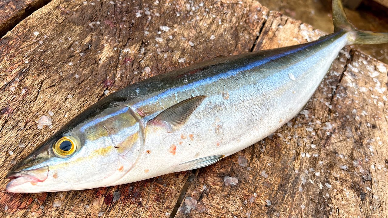 Fresh Rainbow Runner Fish Filleting| Rainbow Runner Fish Boneless ...