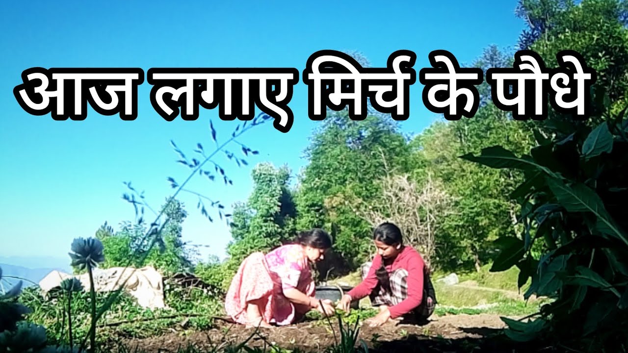 aaj lagae mirch ke podhe - YouTube