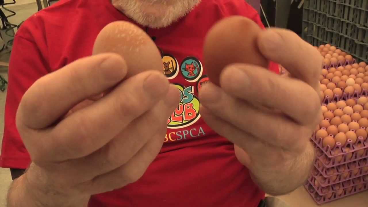 7. Egg Facts .mov - YouTube