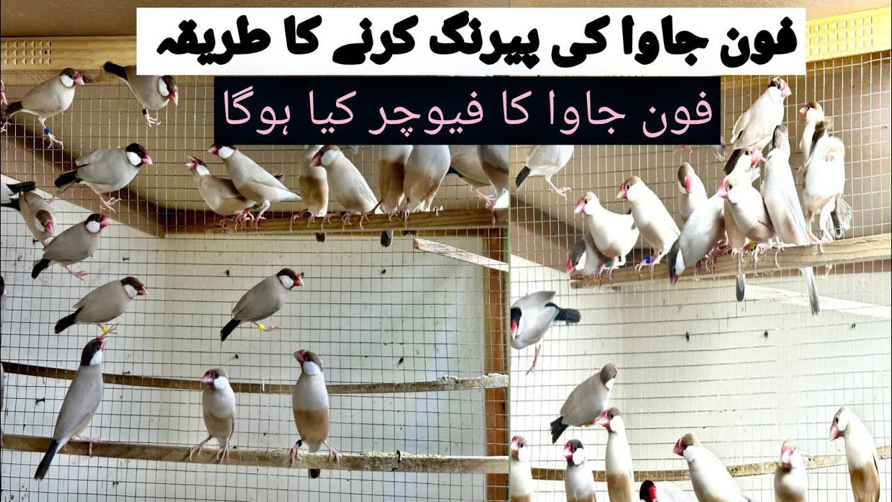 Fawn Java birds | Young Best Healthy Pairs | Ready For Breed | - YouTube