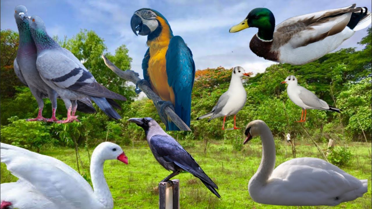 Variety of birds Beautiful beautiful birds Pigeon Peacock Parrot 🐦 ...