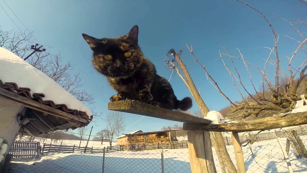 Cat vs GoPro - YouTube