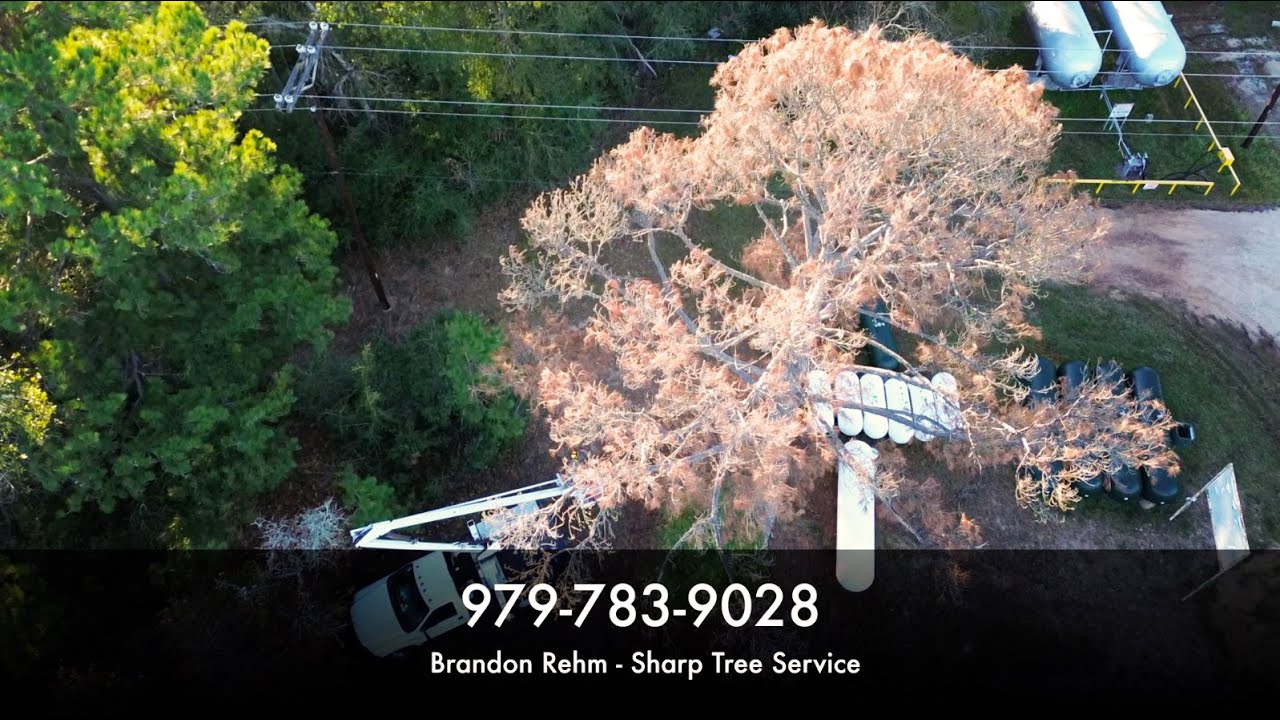 Sharp Tree Service, Sheridan, TX. Brandon Rehm specializes in ...