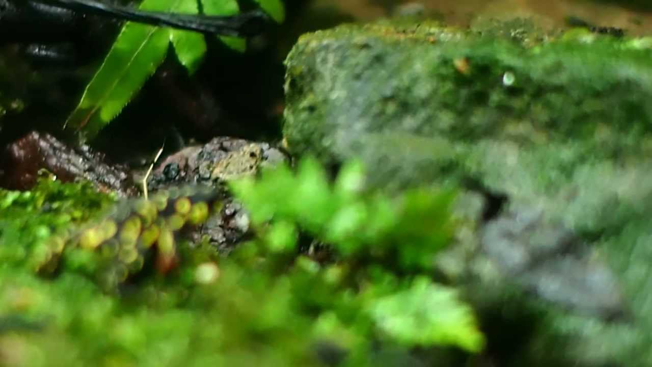 Ocean Park, Frog - YouTube
