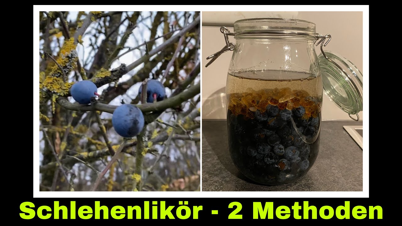 Schlehen Likor Selbst Gemacht