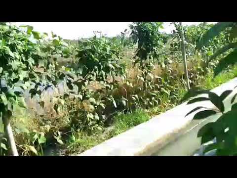 mas bocil mau mandi kolam mengajak teman-temannya dan ternyata mas bocil main cewek