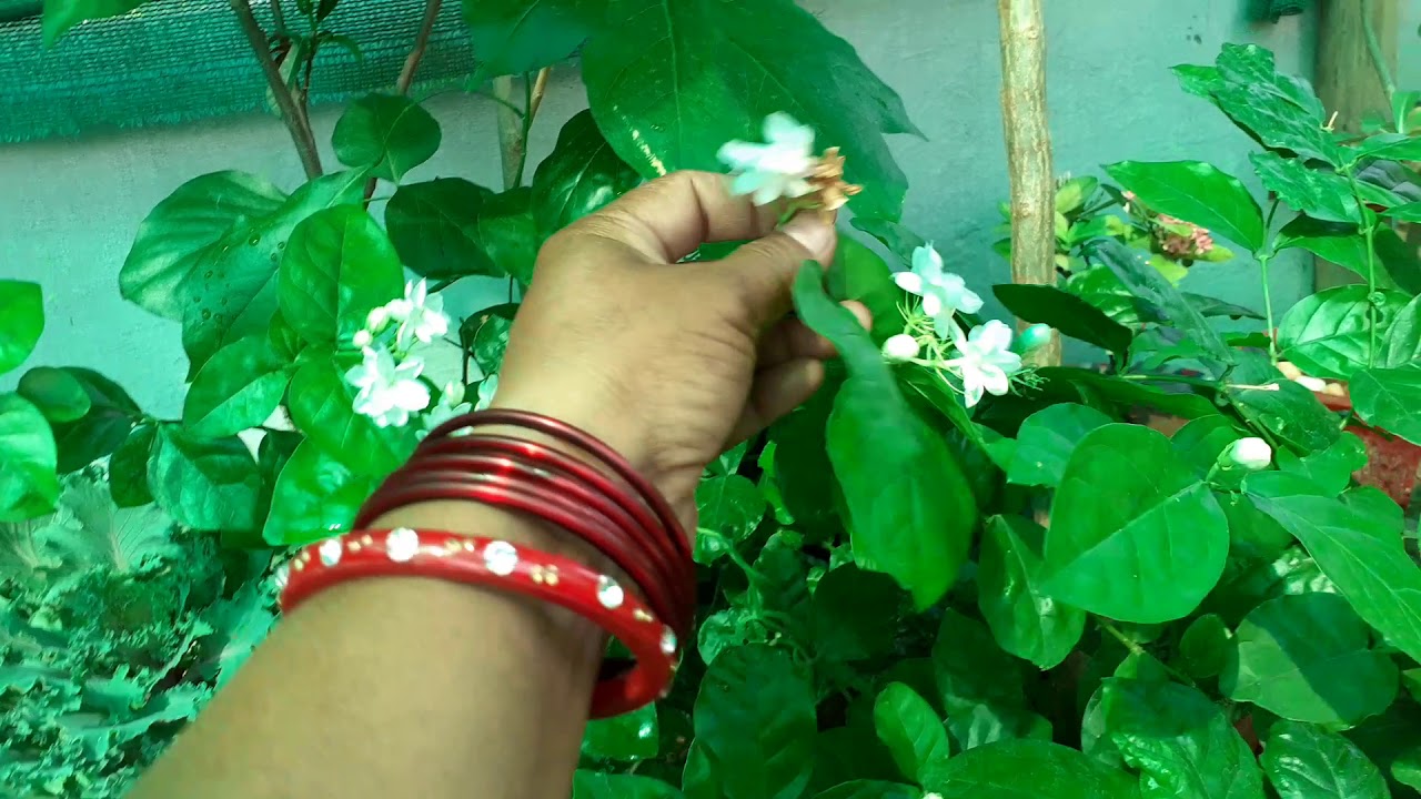 How to Care Mogra plant in Summer Season.....||RUPA GREEN GARDEN ...