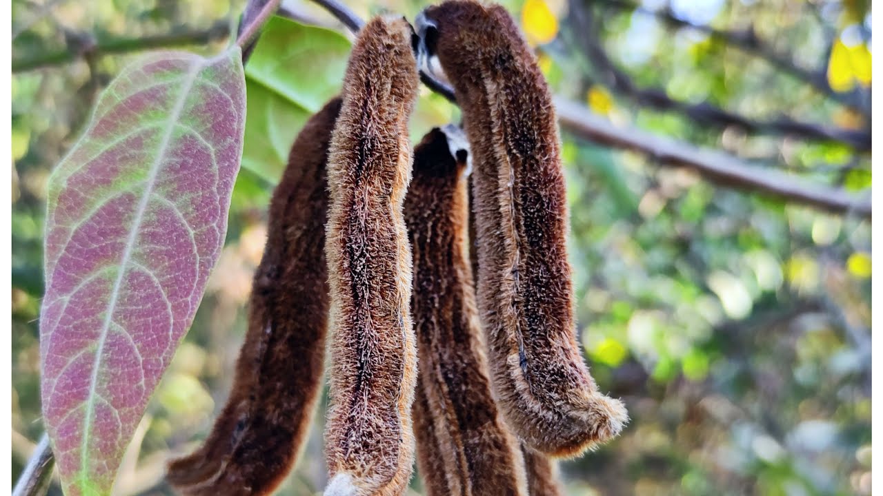 etka ,alkushi ,Mucuna pruriens,Velvet bean , Cowitch, Cowhage ...