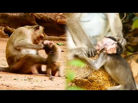 Baby monkey is weaned by mother, why does the mother monkey treat her baby monkey so badly?
