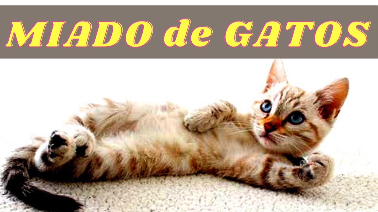 😸Gatos Miando - Gatinhos Miando - SOM de Gatinhos Miando - YouTube