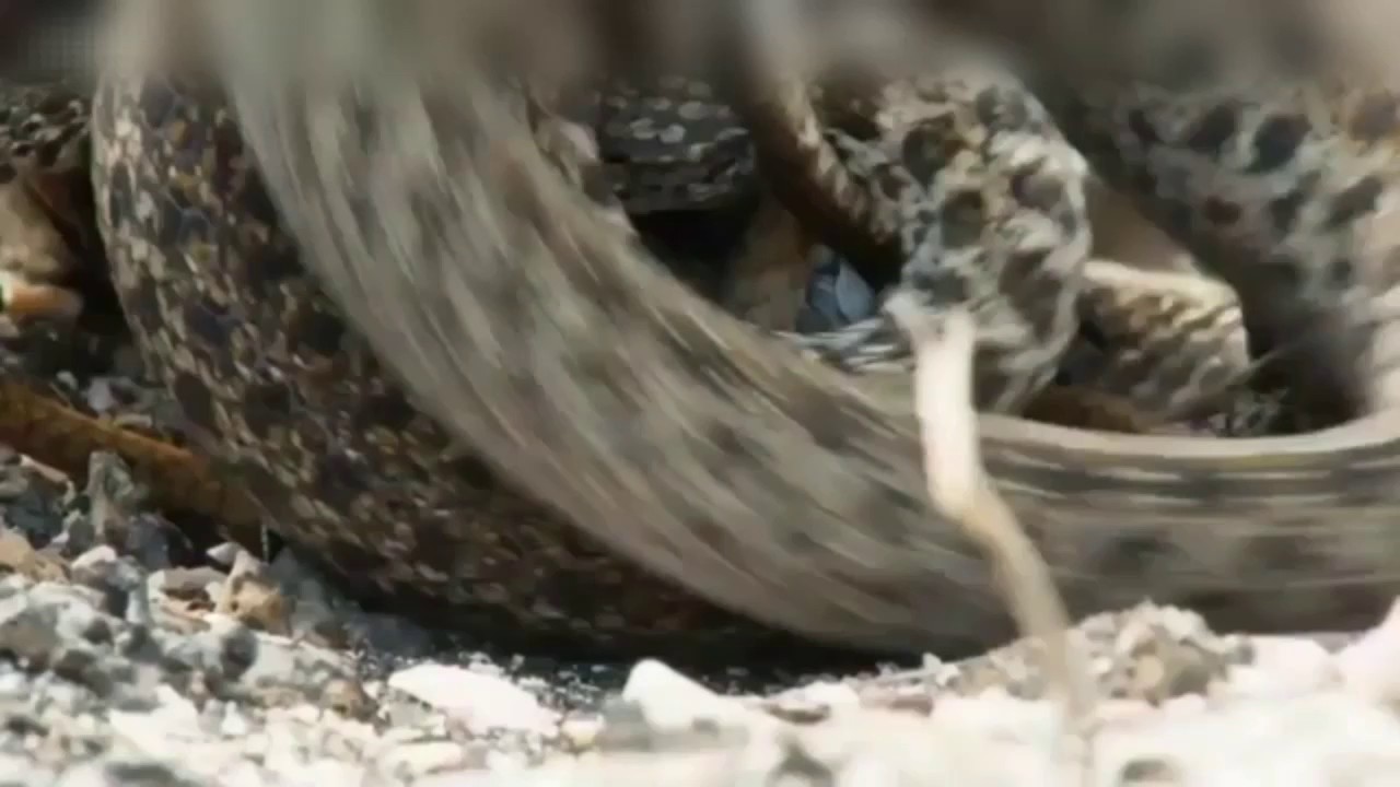 Lizards ESCAPES snake attack | Animal Battle - YouTube