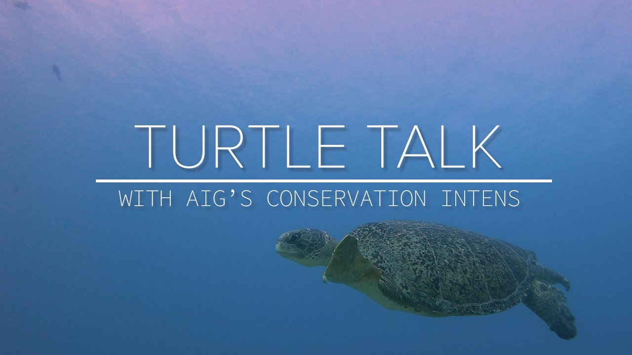 Excavation a turtle nest on Ascension Island - YouTube