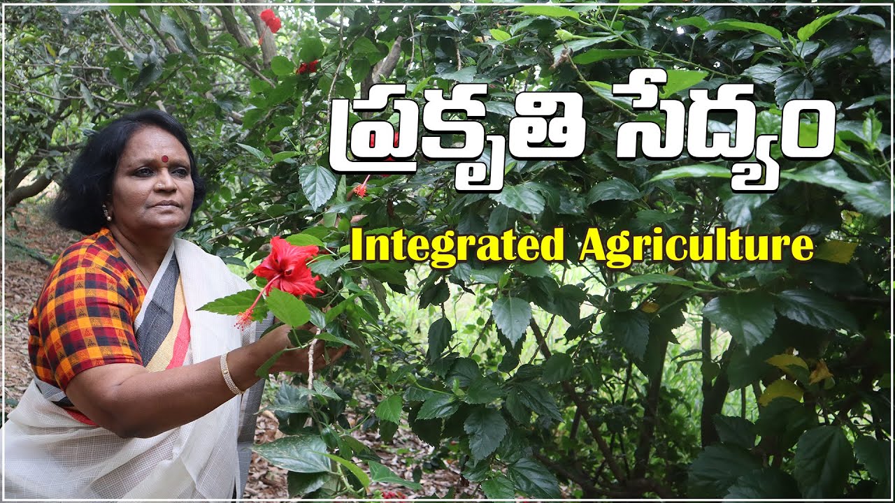 ప్రకృతి సేద్యం | Prakruthi Sedyam Best Integrated Agriculture farming ...