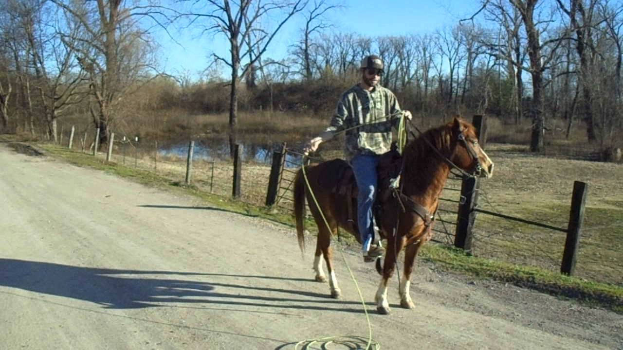 "Pillsbury" 12 yr old handy broke 13 hand quarter pony gelding - YouTube