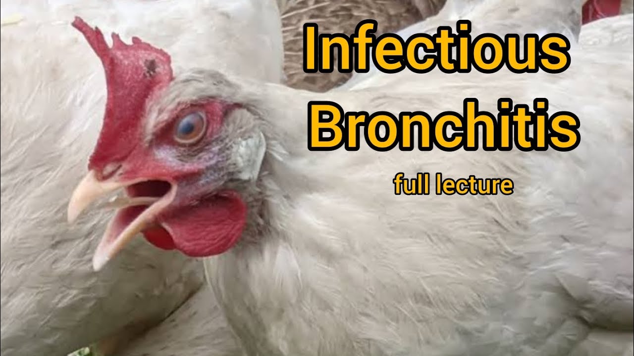 Infectious bronchitis and Infectious Laryngeotracheitis/ IB and ILT in ...