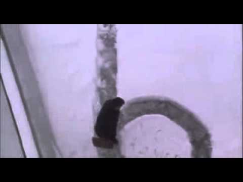 Make people angry. Shovel snow. - YouTube