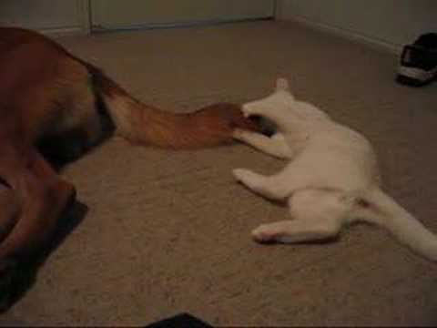 Belgian Malinois & Kitten Music Video - YouTube