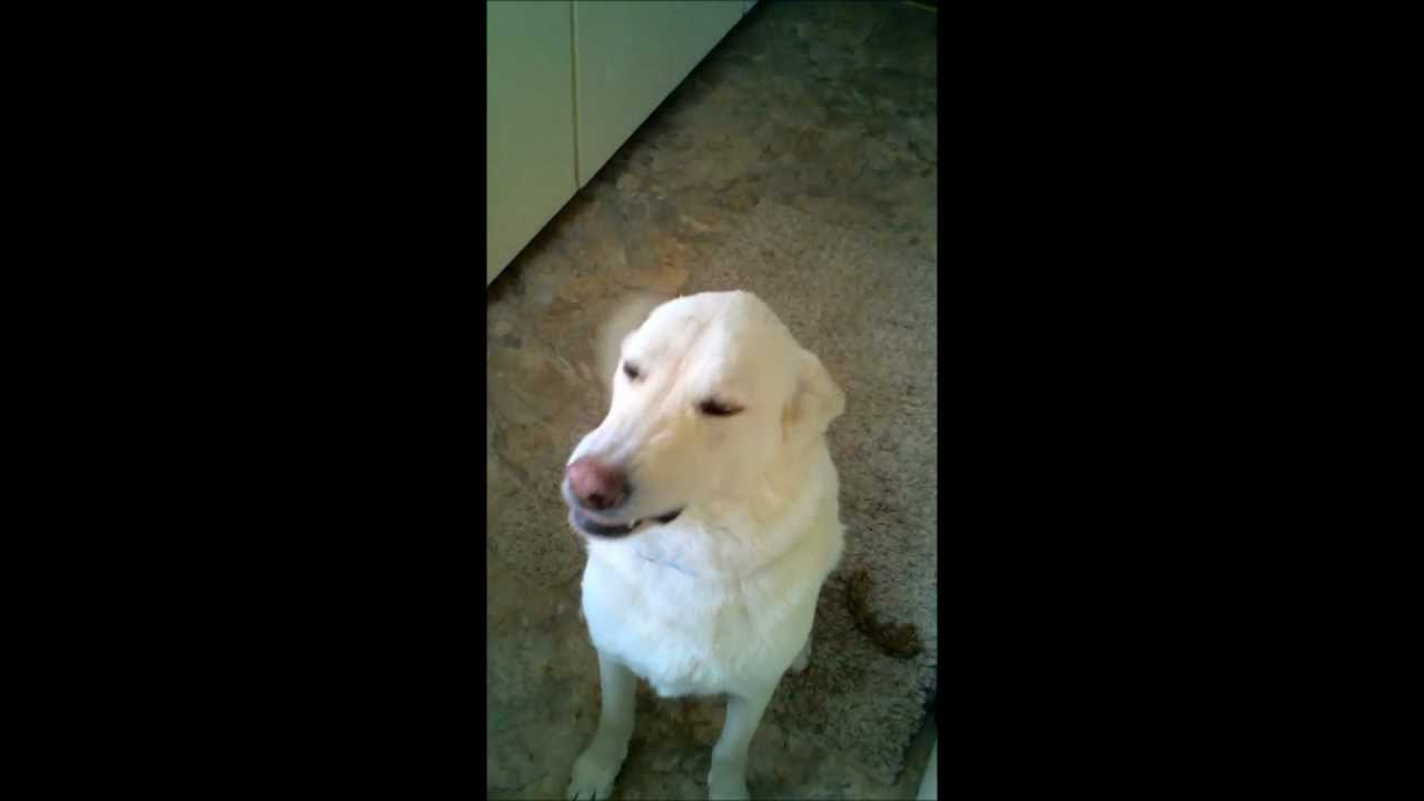 Moxy the guilty dog in Denver - YouTube