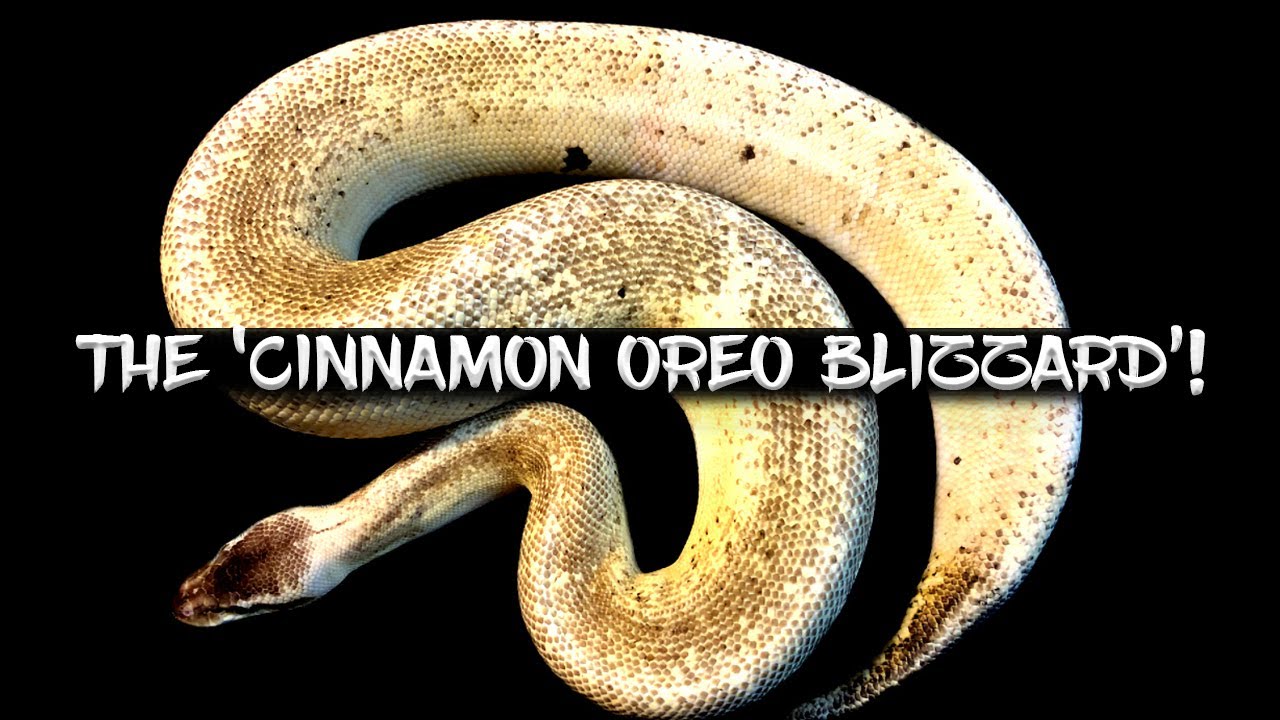 The 'Cinnamon Oreo Blizzard' Ball Python! - YouTube