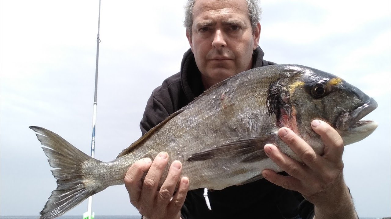 Meravigliosa ORATA BIG di 2 kg a pesca a rockfishing, con innesco ...