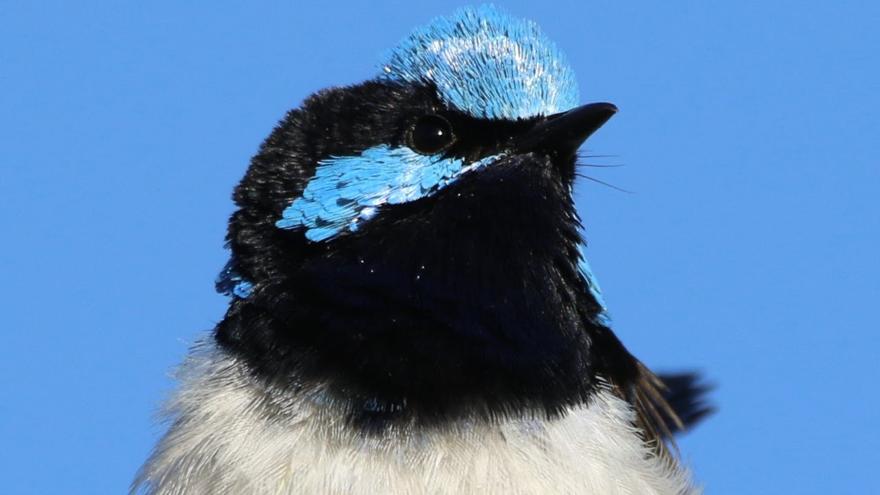 Celebrating Summer – Breezy blend of beaut birds in the Capertee Valley ...