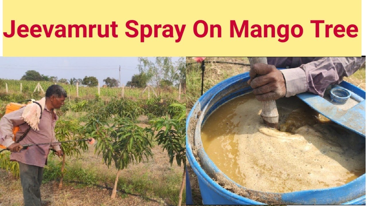 Jeevamrut Spray On Mango Tree | आम के पेड़ पर जीवामृत का छिड़काव - YouTube