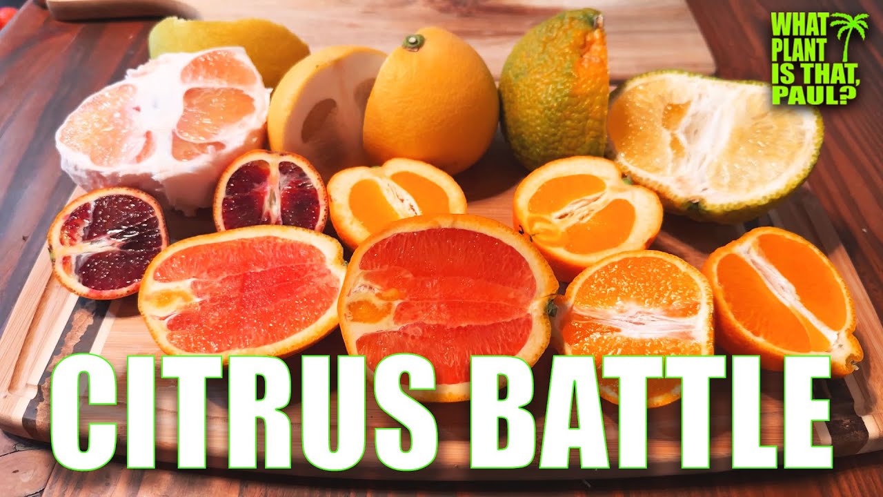 BATTLE OF THE CITRUS / RANKING (SUMO, POMELO, CUTIES, UGLI, ORO BLANCO ...