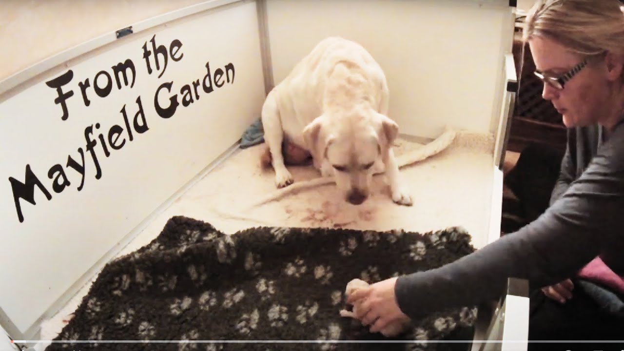 Mayfieldgarden Nr. 1916 Die Hunde Geburt. Labrador bringt 9 Welpen auf ...
