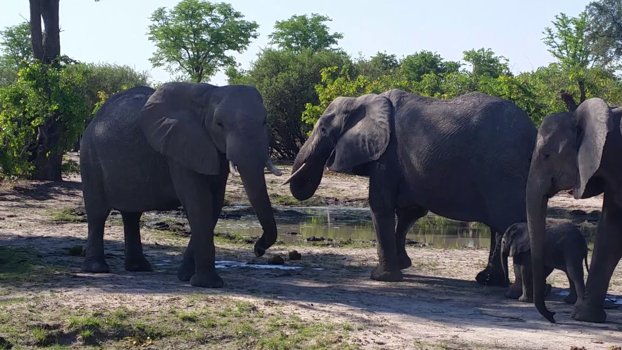 Baby ele's - YouTube