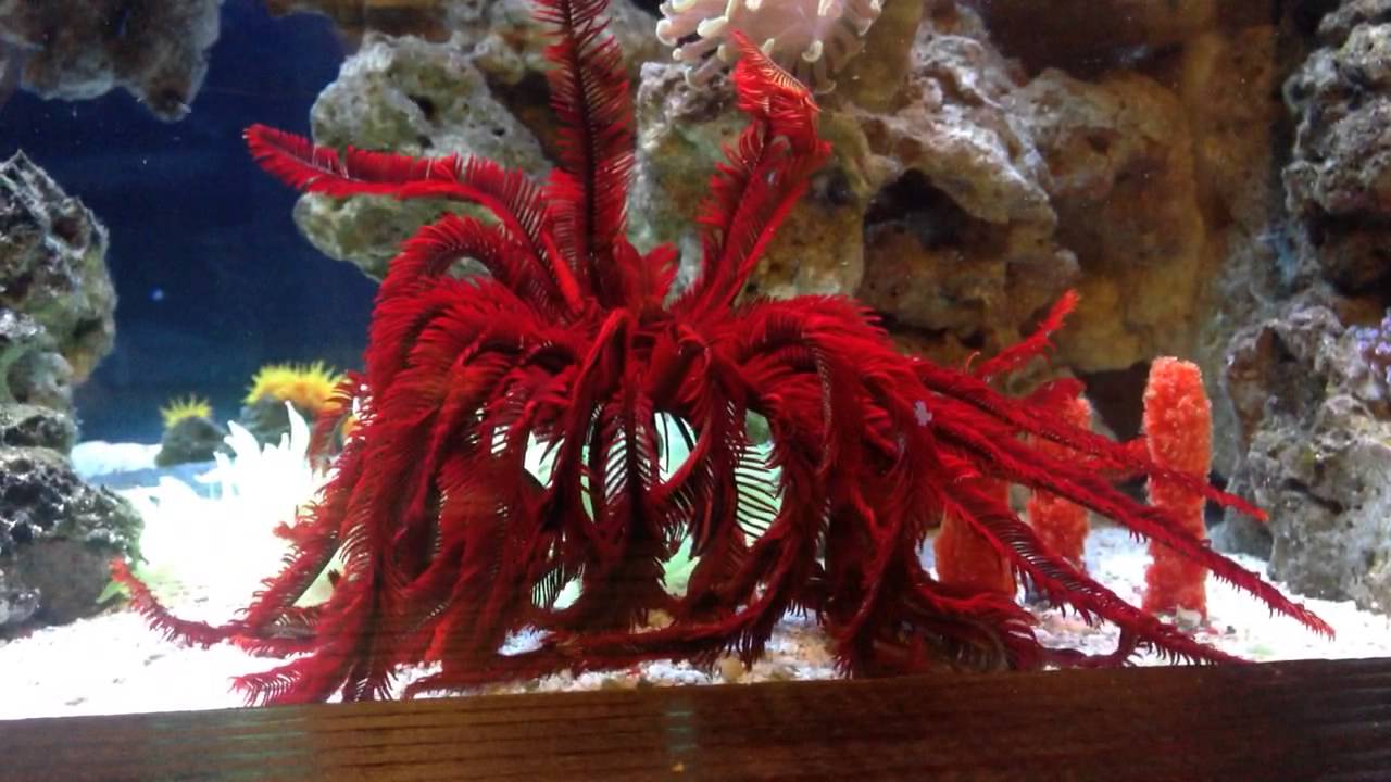 Sea Lily Starfish - YouTube