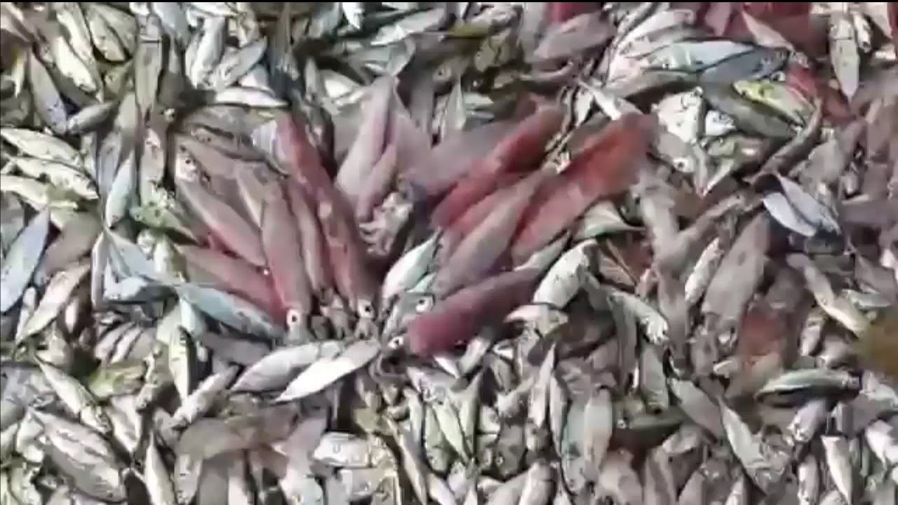 Great Catch of Fish in Indian Ocean HD - YouTube