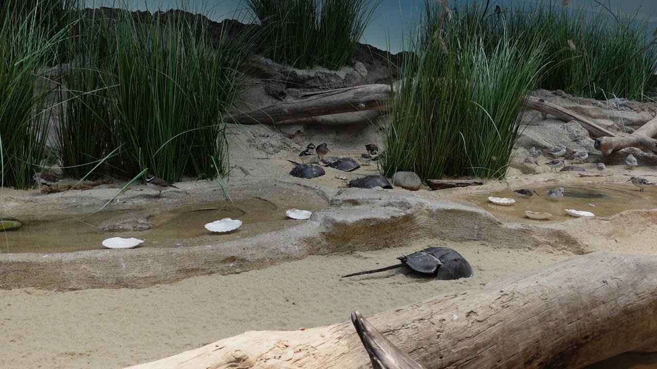 Bird House, DC Smithsonian Zoo - YouTube