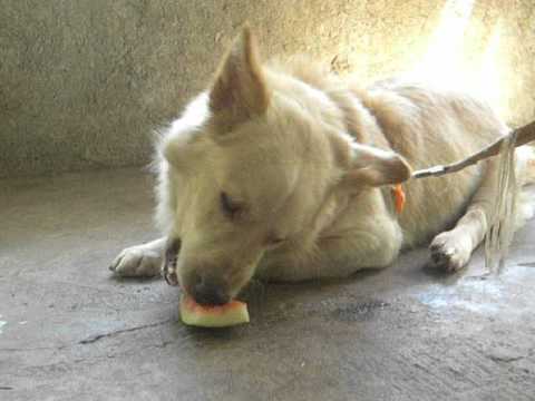 chowspitz eating watermelon