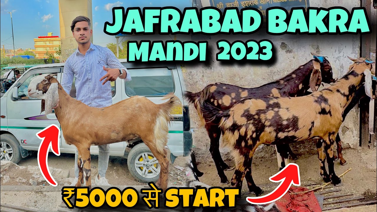 🔥Jafrabad bakra mandi 2023 | 😍₹5000 से start bakre | बकरे आने शुरू ...