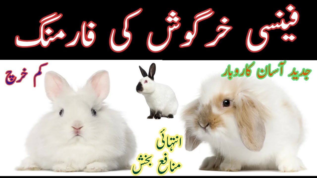 Fancy Rabbit Business in Pakistan | Modern Rabbit Farming | Rabbit ...