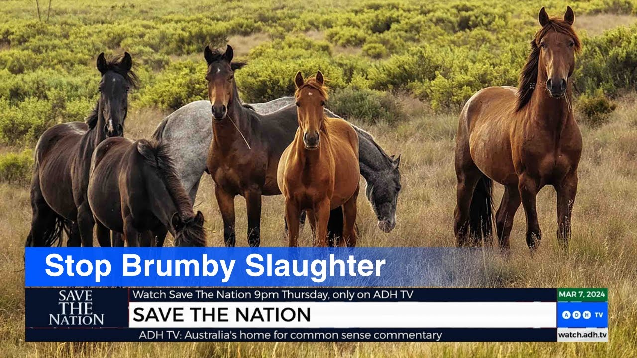 The Brutal Truth Behind the Brumby Culling - YouTube