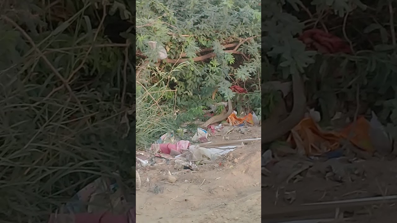 Real naag nagin meet each other - YouTube