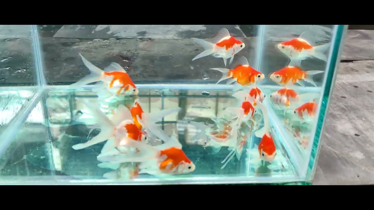 Japanese tamasaba from Japan available in India - YouTube