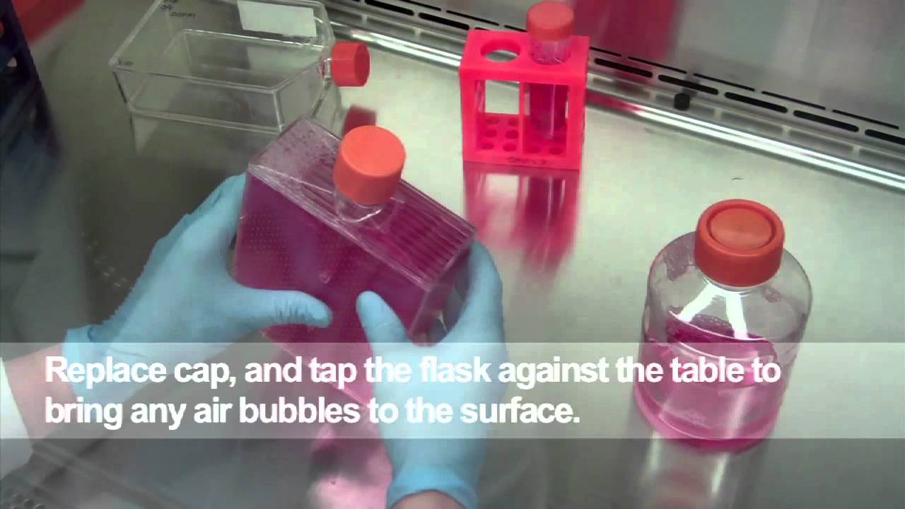 Seeding the HYPERFlask® Vessel- Part 1 (Japanese) - YouTube