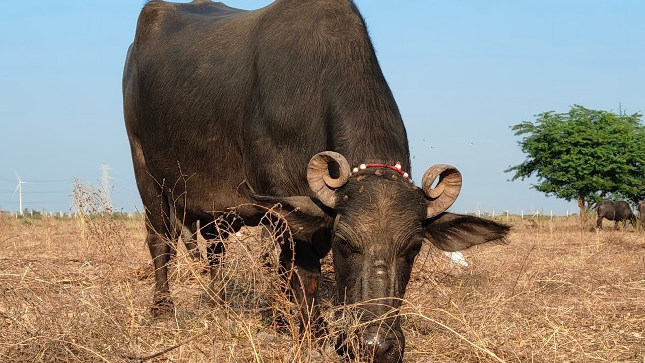 ️ Top Banni Buffalo Aai Krupa Dairy Farm Mota Bhadiya Mandvi Kutch 8160619738 #bu# ...