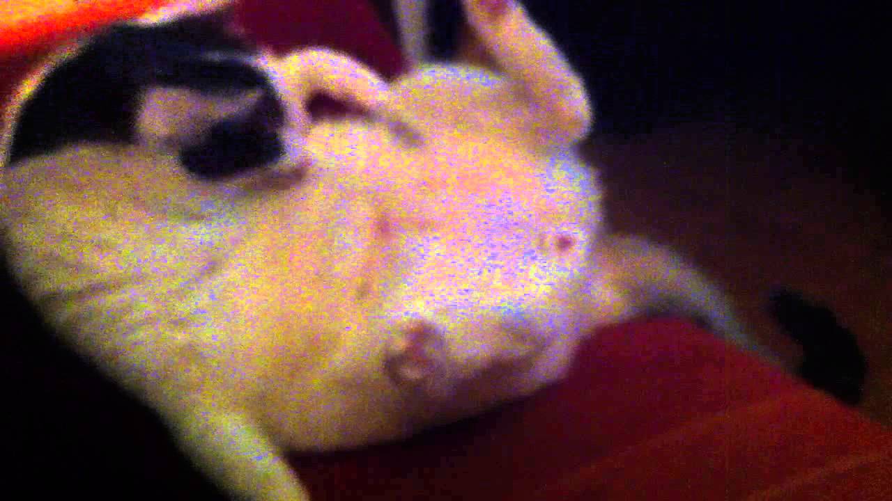 Ciccio... The sexy Cat - YouTube